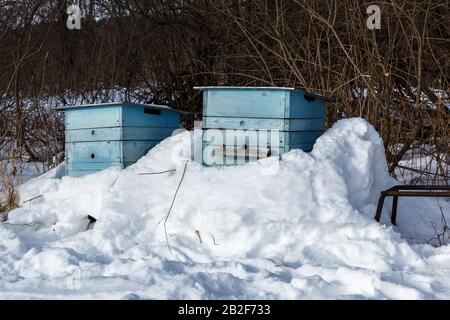 Honey bee hives in winter snow Stock Photo - Alamy