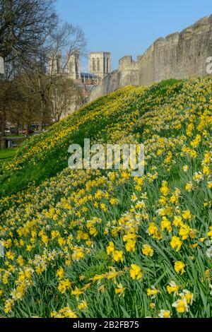 daffodils around city walls, York, England, UK Stock Photo - Alamy