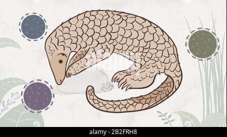 Pangolin or scaly anteater, a scales covered mammal from tropical areas ...