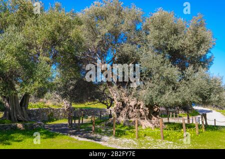 Oldest olive tree in Greece - Vouves Tree in Crete island. One of ...