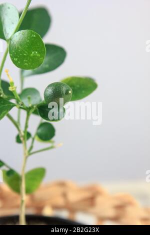 Murraya paniculata in straw flowerpot on white background, isolated ...