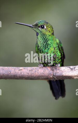 Green-crowned Brilliant (Heliodoxa jacula) eating in flight, Costa Rica ...