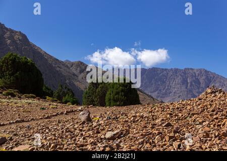 Atlas Cedar Forest in Mount Chelia in the Aures mountains in Algeria ...