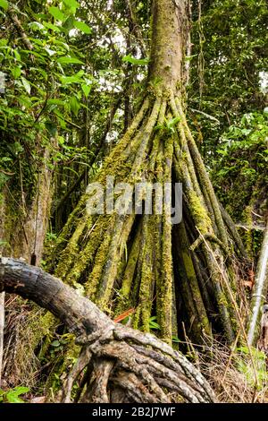 Walking Palm Socratea exorrhiza native to rainforests in tropical ...