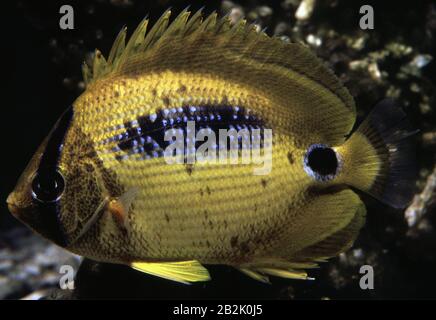Bluespot Butterflyfish (Chaetodon plebeius Stock Photo - Alamy