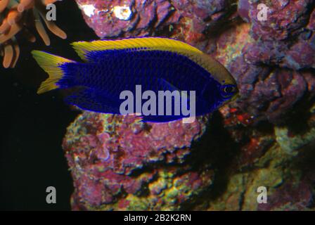 Starck's demoiselle, Chrysiptera starcki Stock Photo - Alamy