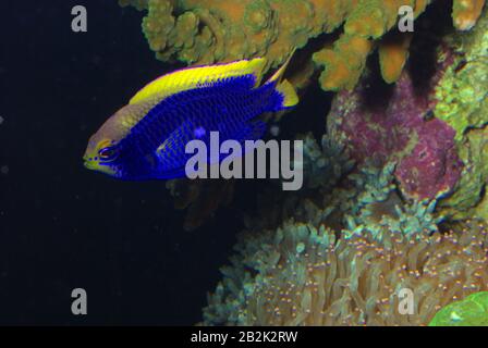 Starck's demoiselle (Chrysiptera starcki Stock Photo - Alamy