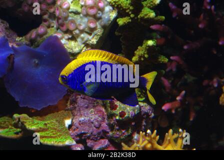 Starck's demoiselle, Chrysiptera starcki Stock Photo - Alamy