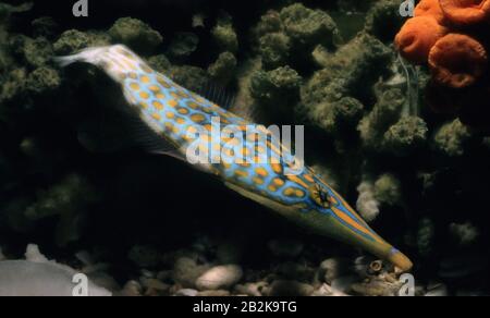 Long Nose Filefish; Oxymonacanthus longirostris; Maldives Stock Photo ...