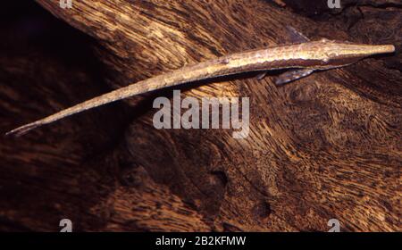 Common twig catfish, Farlowella acus Stock Photo - Alamy