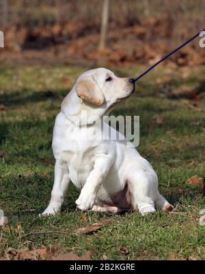 the sweet yellow labrador sitting in the park Stock Photo - Alamy