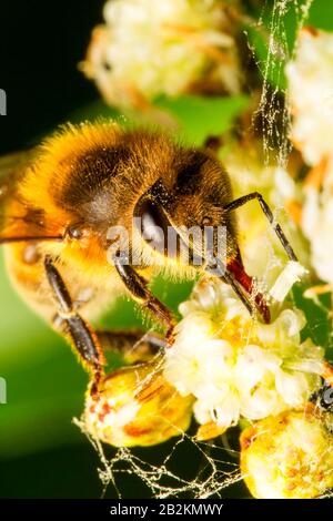Harvester Honeybee Collecting Pollen 2 One Life Size Macro Stock Photo ...