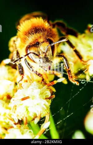 Harvester Honeybee Collecting Pollen 2 One Life Size Macro Stock Photo ...