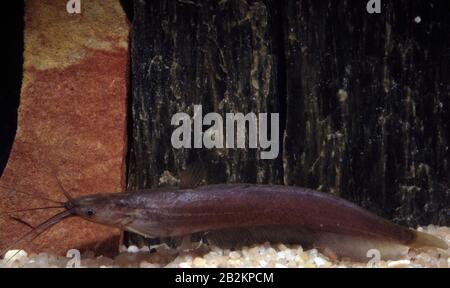 Small asian stinging catfish, Heteropneustes microps Stock Photo - Alamy
