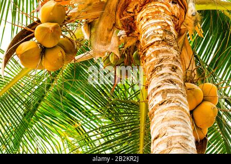 Coconut Tree With Ripped Fruits Stock Photo - Alamy