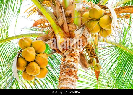Exotic Coconut Tree With Ripped And Fresh Fruits Stock Photo - Alamy