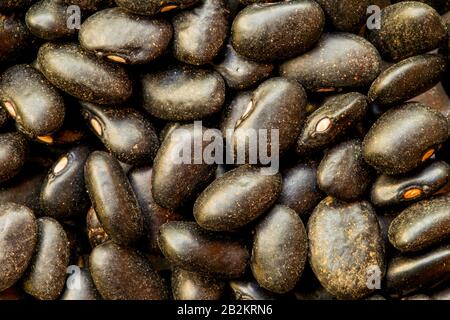 Black turtle bean - is a small, shiny variety of the common bean Stock ...