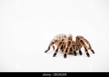 A Chilli Rose Tarantula Spider isolated on a white background Stock ...