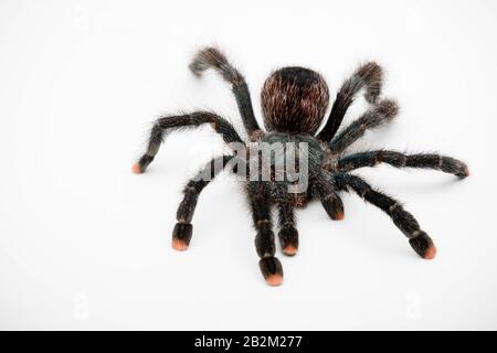 A Pink Toe Tarantula isolated on a white background Stock Photo - Alamy