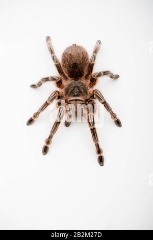 A Chilli Rose Tarantula Spider isolated on a white background Stock ...