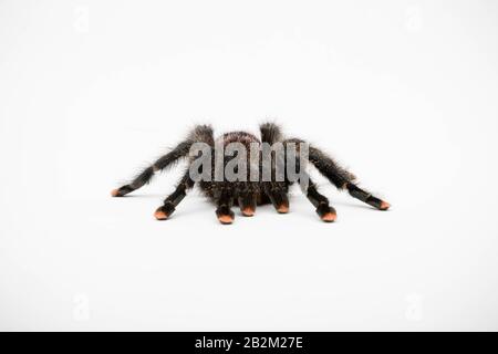 A Pink Toe Tarantula isolated on a white background Stock Photo - Alamy