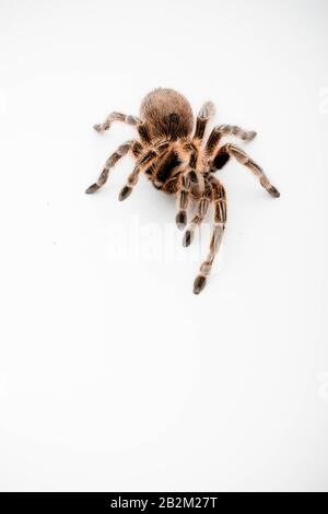 A Chilli Rose Tarantula Spider isolated on a white background Stock ...