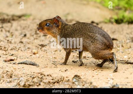 Central American Agouti Or Guatusa In South America Stock Photo - Alamy