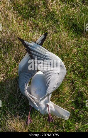 Body of dead black-headed gull, Chroicocephalus ridibundus, on sand of ...