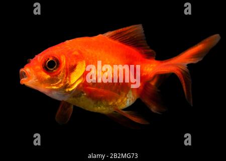 Oranda Goldfish Fry Isolated On Black Stock Photo - Alamy