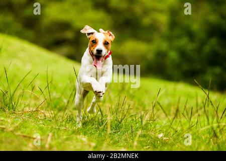 Smiling Dog Running To The Slr Low Angle High Speed Shot Stock Photo ...
