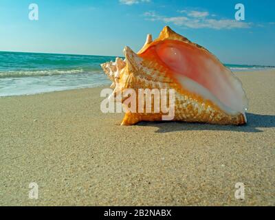 Queen conch shell on the beach Stock Photo - Alamy
