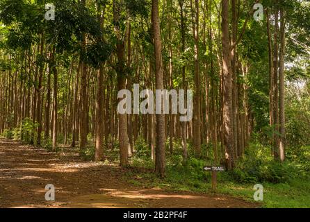 Pathway of the Wai Koa Loop trail or track leads through plantation of ...