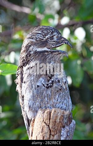 Potoo (Nyctibius Grandis) bird camouflaged on a tree branch with brown ...