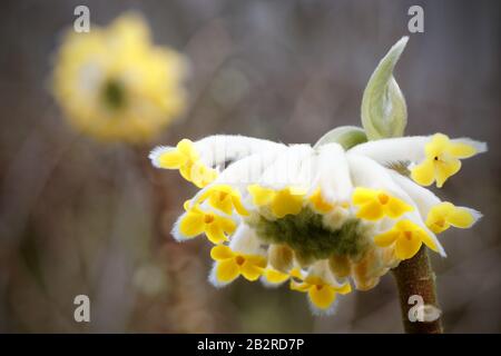 Edgeworthia chrysantha, paperbush, mitsumata, paper bush, Edgeworthia ...