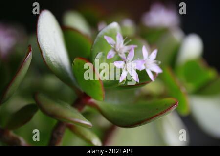 Blütenstand eines Geldbaum (Crassula ovata), auch Pfennigbaum Stock ...