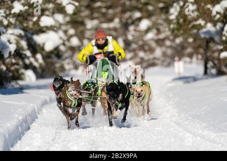 Musher Amy Dunlap competing in the Fur Rendezvous World Sled Dog ...