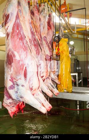 Cattle conveyor line in a slaughterhouse Stock Photo - Alamy