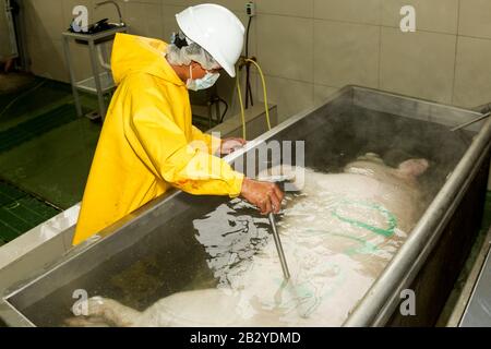 Slaughterhouse Butcher Submerging A Swine Carcass In The Scalding Tub ...