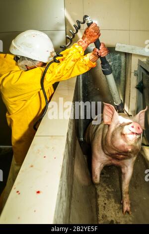 Rare Image Of A Pig Being Electrically Stunned By The Butcher Exactly ...