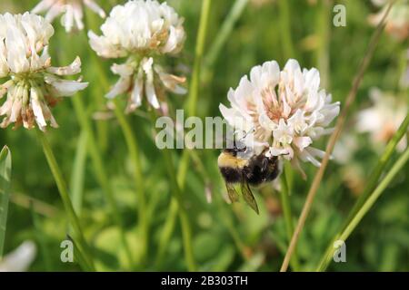 Dutch clover on lawn in spring or summer garden. Selective focus Stock ...