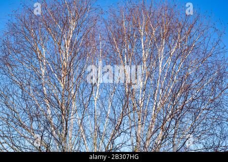 Silver birch trees in Worcestershire England Stock Photo - Alamy