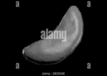 Sickle cell anemia disease (SCD) blood cells 3D illustration Stock ...