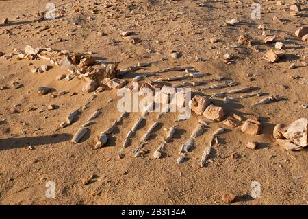 Fossilised whale bones, Wadi Hitan, Whale Valley (UNESCO World Heritage ...