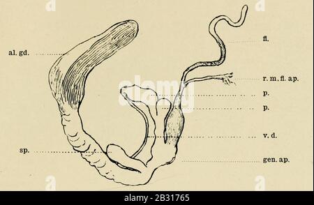 Genitalia of Buliminus (Achatinelloides) balfouri Stock Photo - Alamy