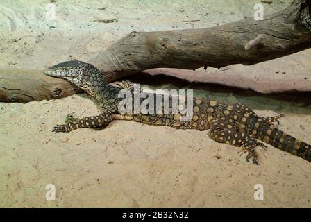 Australia, Perentie - biggest lizard in Australia Stock Photo - Alamy
