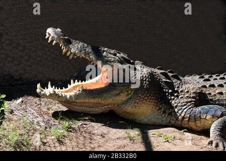 Australia, saltwater crocodile aka saltie Stock Photo - Alamy