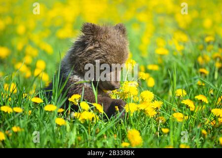 Cute little brown bear cub playing on a lawn among dandelions Stock ...