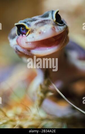 Leopard gecko in its natural habitat Stock Photo - Alamy