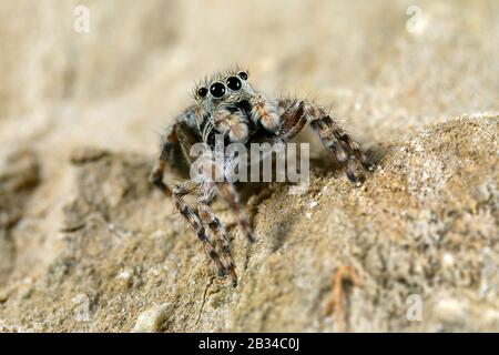 Jumping spider (Sitticus pubescens, Hypositticus pubescens), frontal ...
