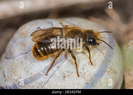 Bicoloured mason bee, Mason bee (Osmia bicolor), breeding cells in ...